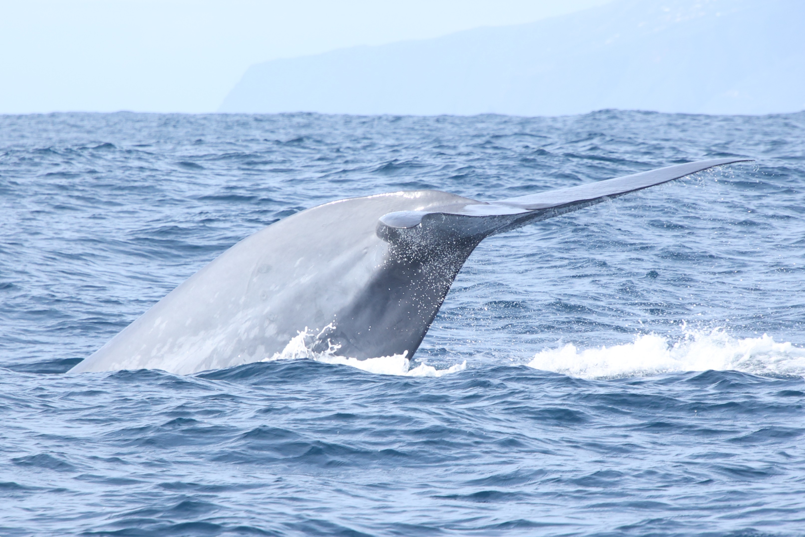 Abril na Madeira: encontros mágicos com gigantes do mar - Homepage